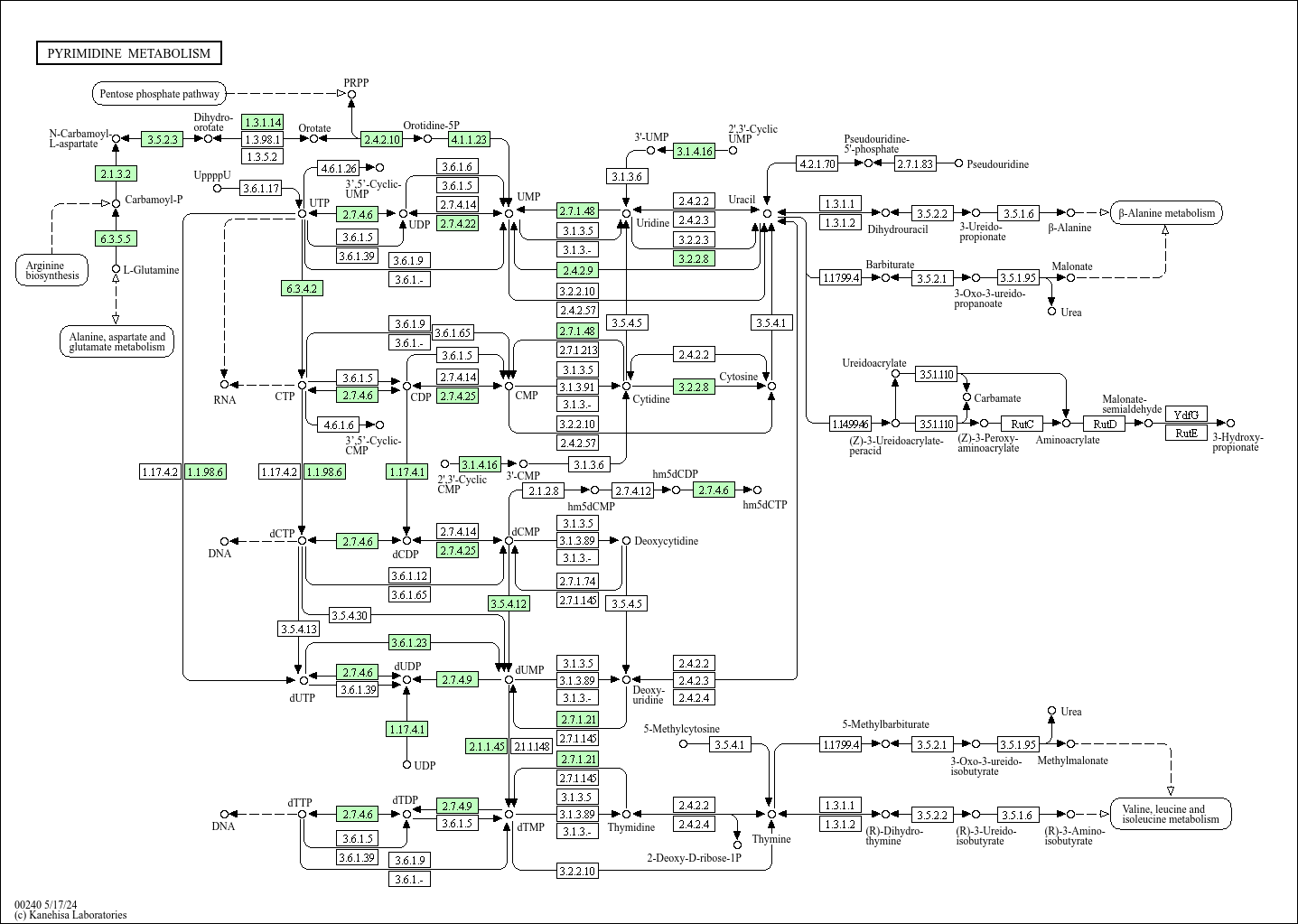 KEGG PATHWAY: Pyrimidine metabolism - Lactiplantibacillus plantarum WCFS1