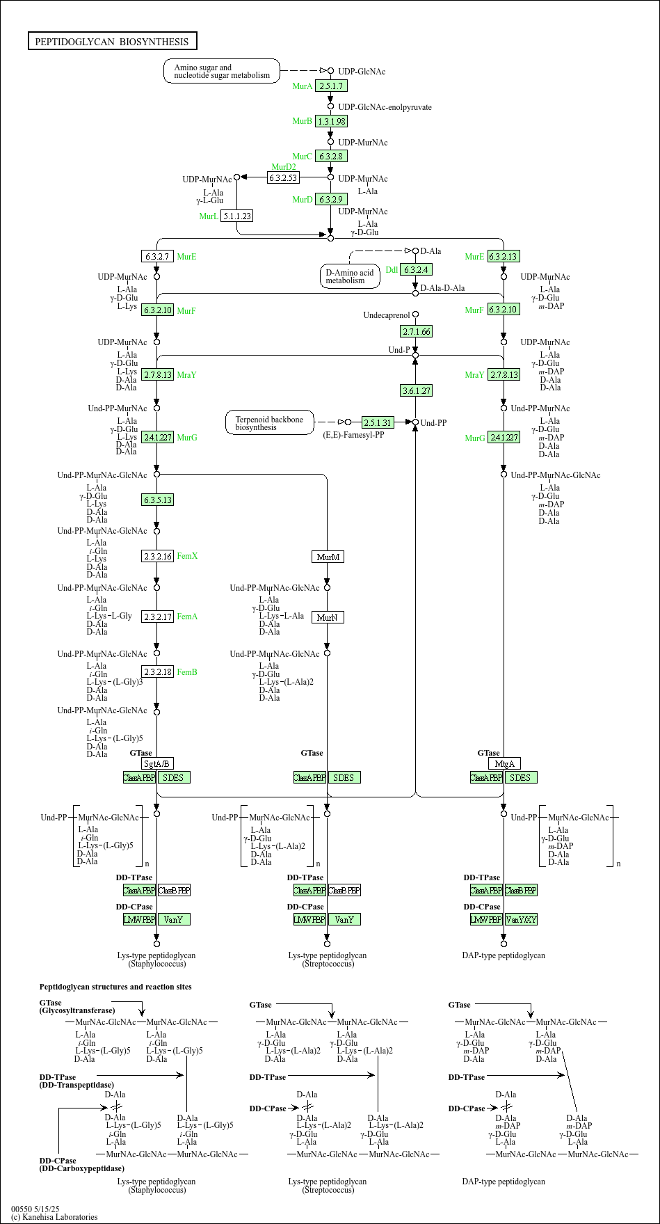 KEGG PATHWAY: Peptidoglycan biosynthesis - Lactiplantibacillus plantarum WCFS1