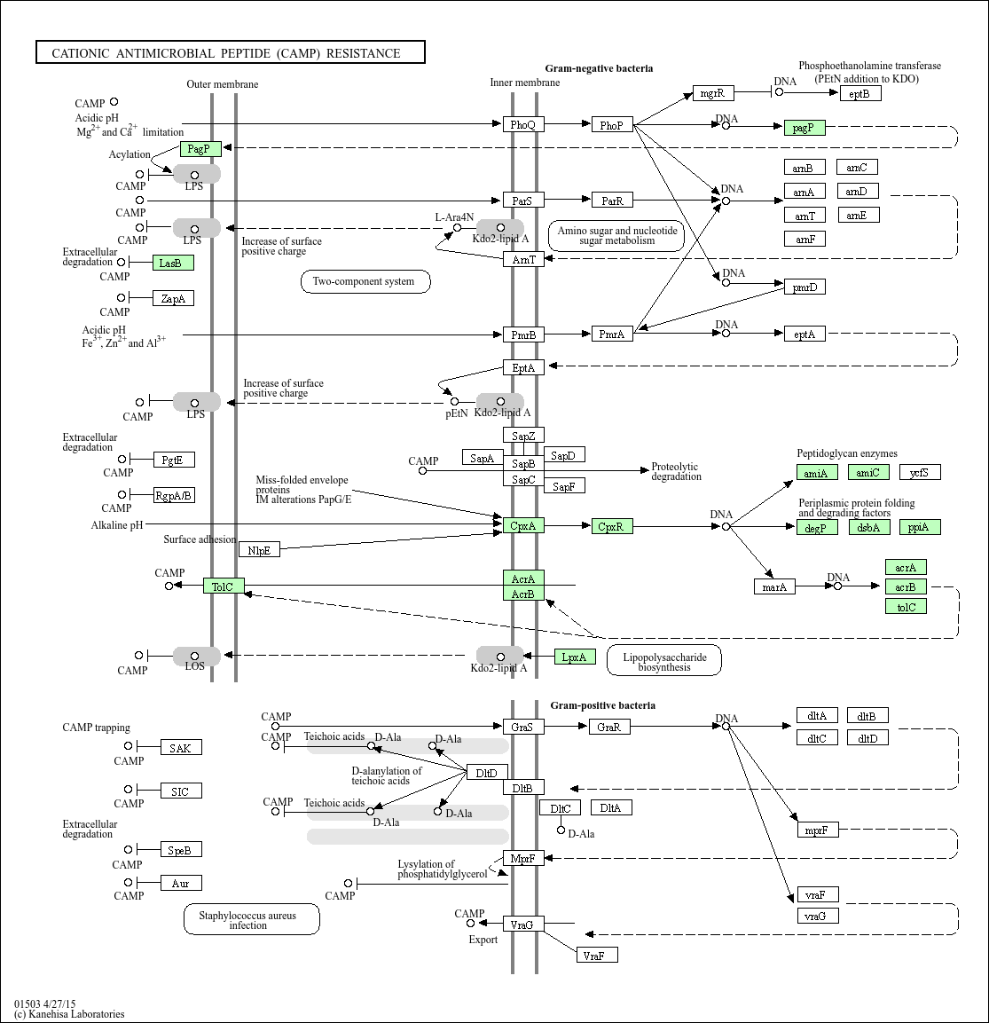 KEGG PATHWAY: Cationic antimicrobial peptide (CAMP) resistance ...