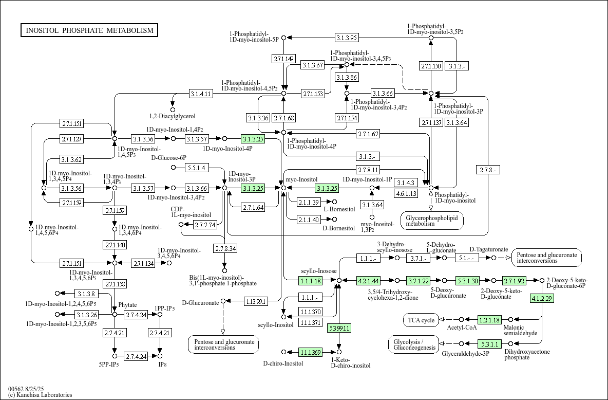 KEGG PATHWAY: Inositol phosphate metabolism - Lacticaseibacillus ...