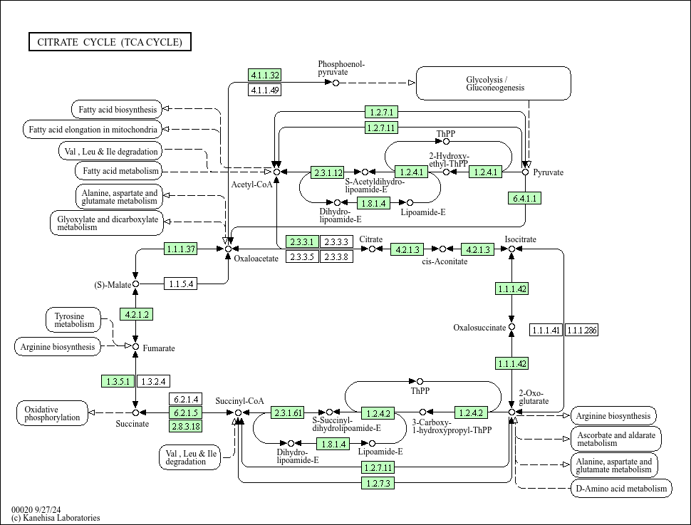 KEGG PATHWAY: Citrate cycle (TCA cycle) - Paramagnetospirillum magneticum