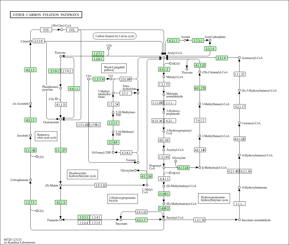 KEGG PATHWAY: Other carbon fixation pathways - Paramagnetospirillum ...