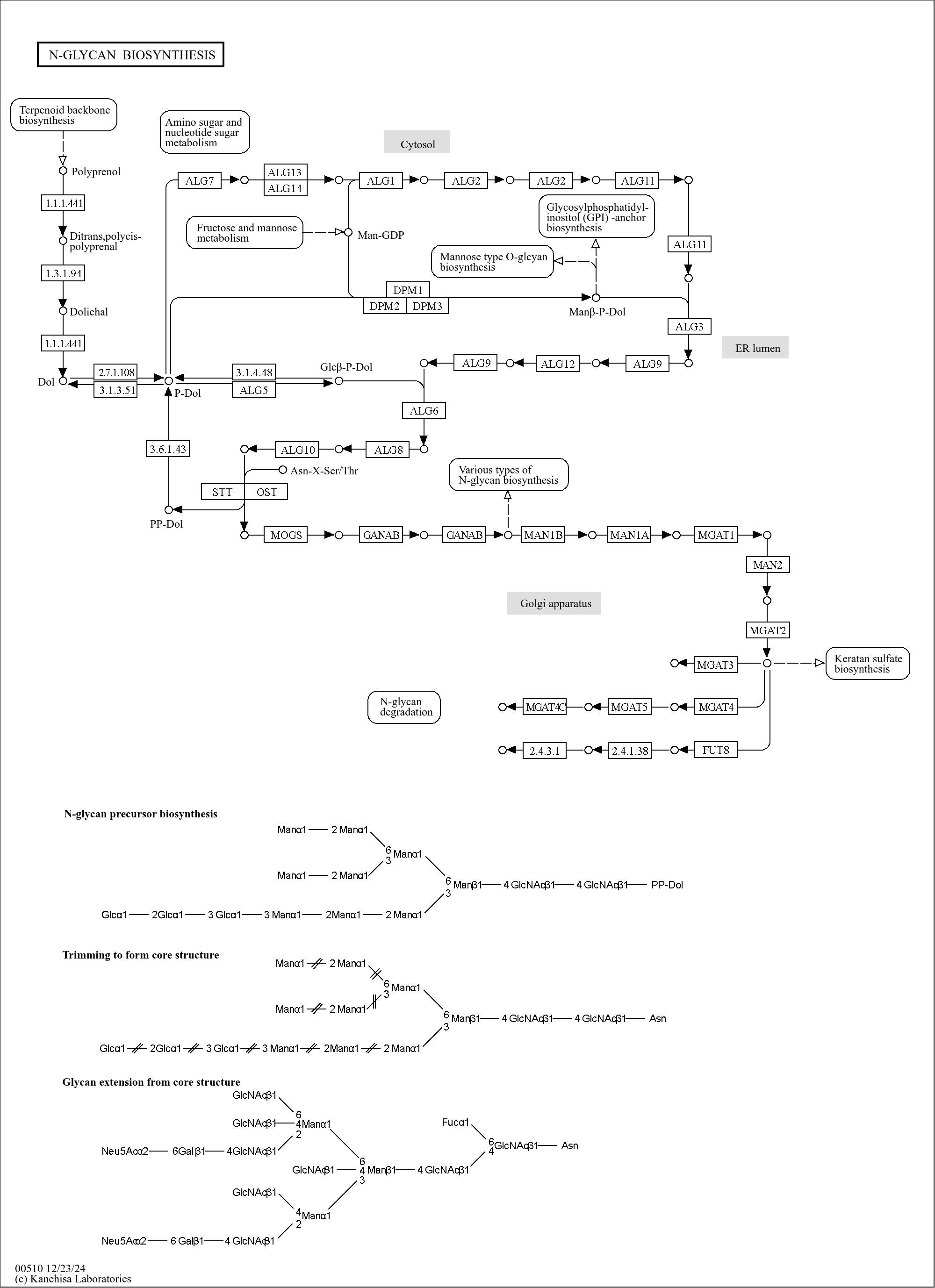 KEGG PATHWAY: N-Glycan biosynthesis - Homo sapiens (human)