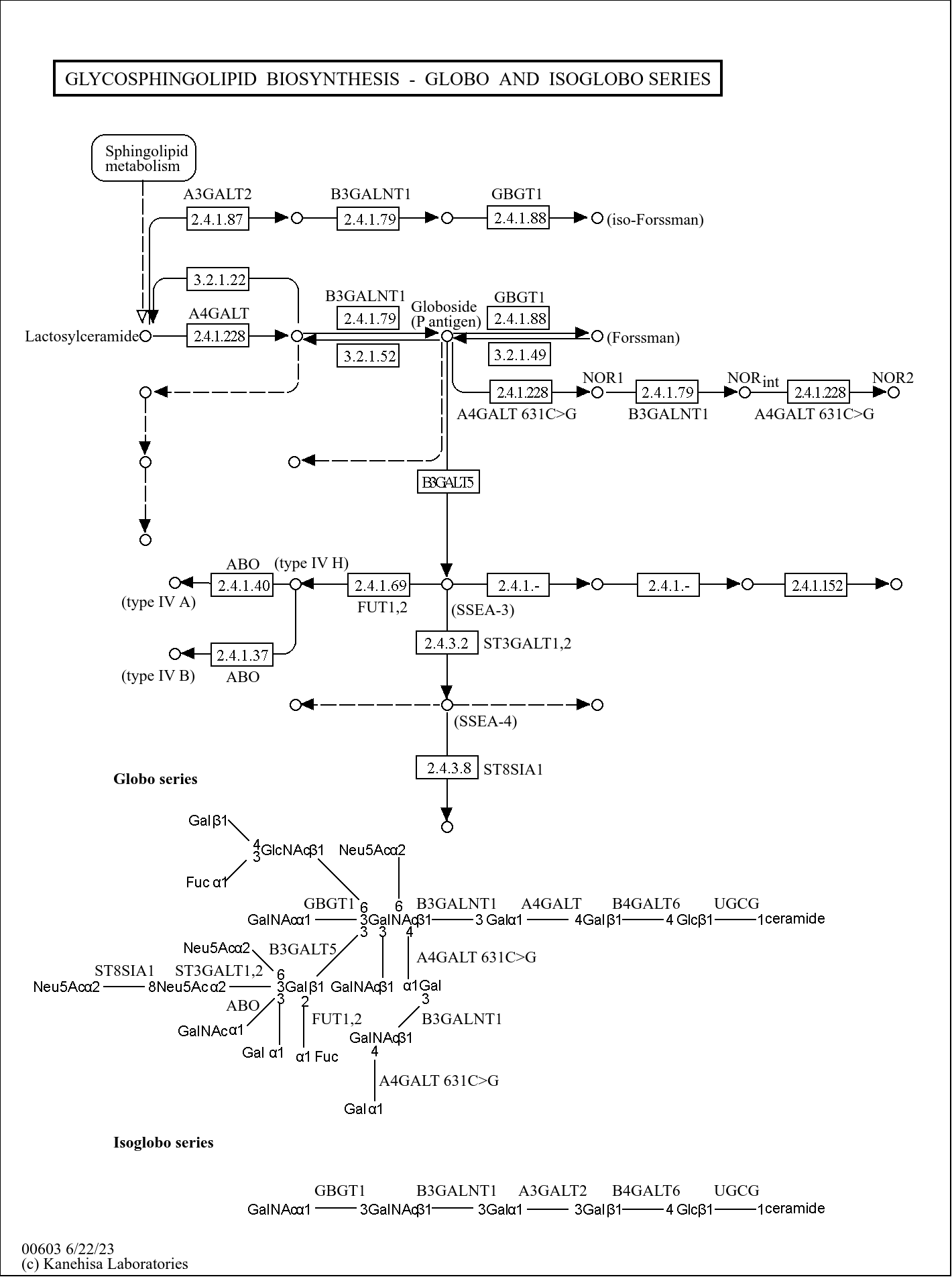 KEGG PATHWAY: Glycosphingolipid biosynthesis - globo and isoglobo ...
