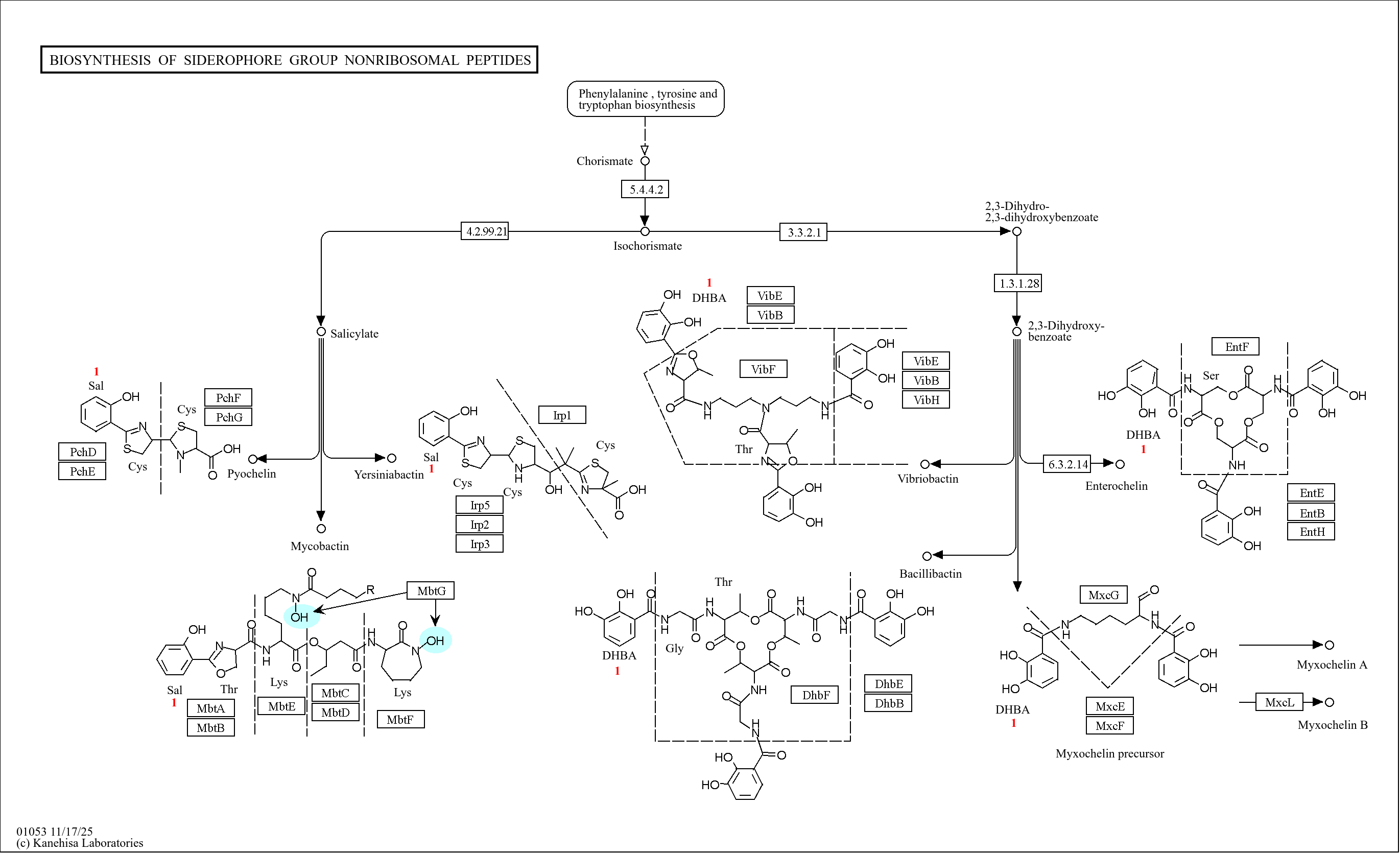 KEGG PATHWAY: Biosynthesis of siderophore group nonribosomal peptides ...