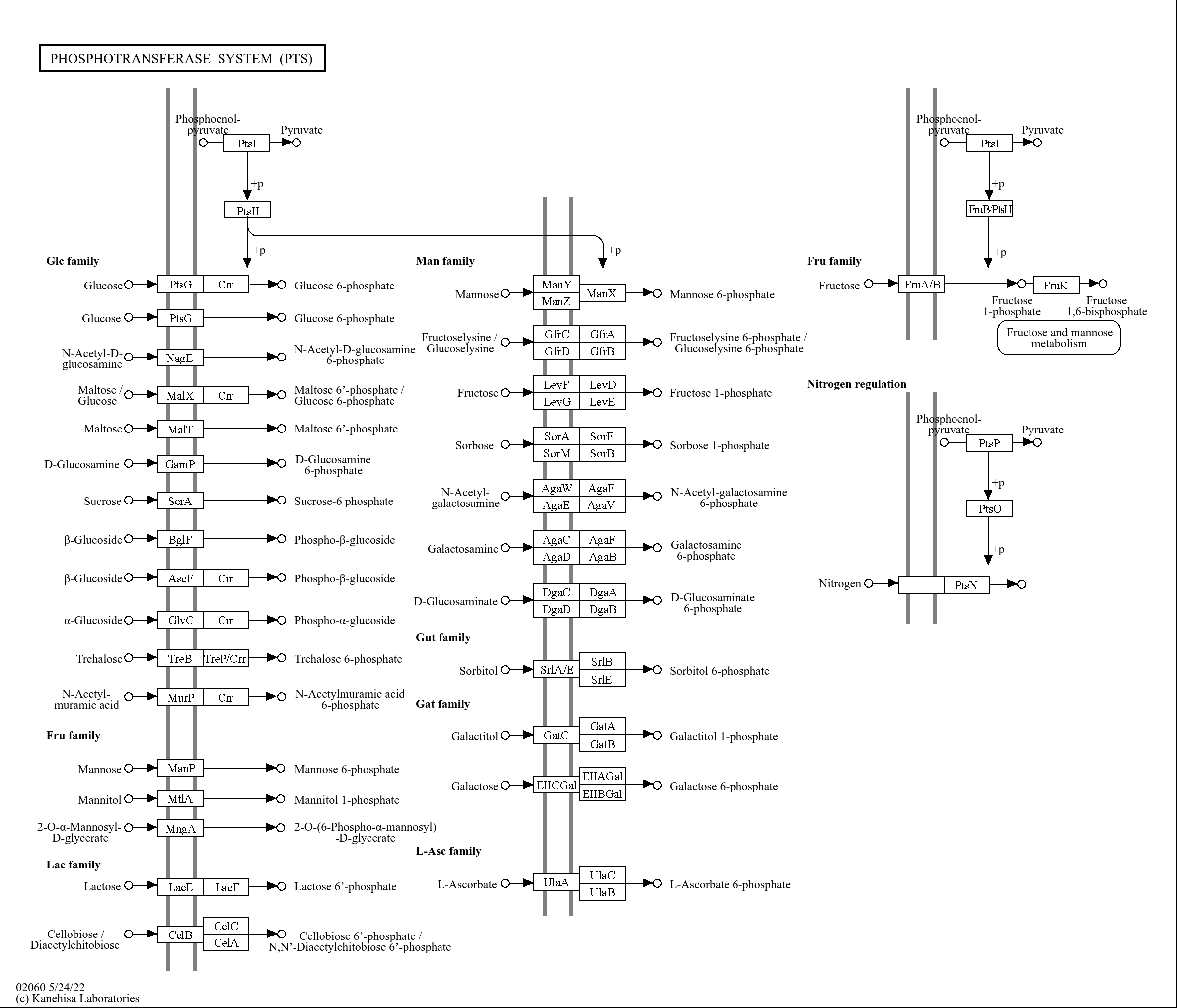 KEGG PATHWAY: Phosphotransferase system (PTS) - Reference pathway