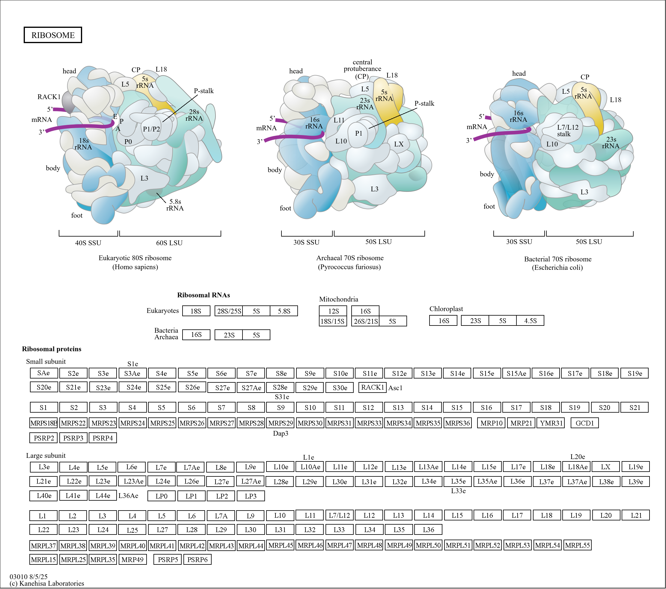 KEGG PATHWAY: Ribosome - Homo sapiens (human)