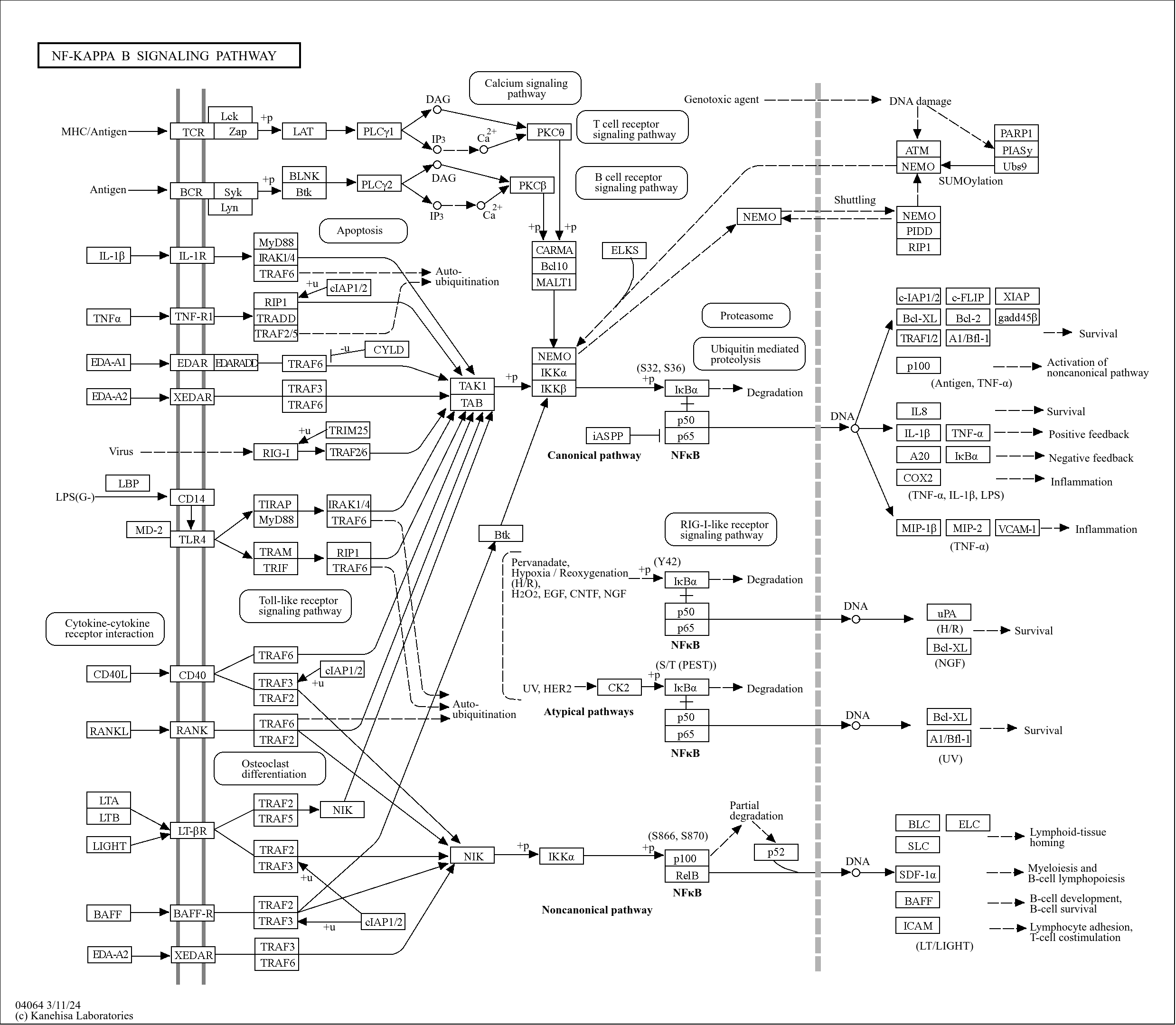 KEGG PATHWAY: NF-kappa B signaling pathway - Reference pathway
