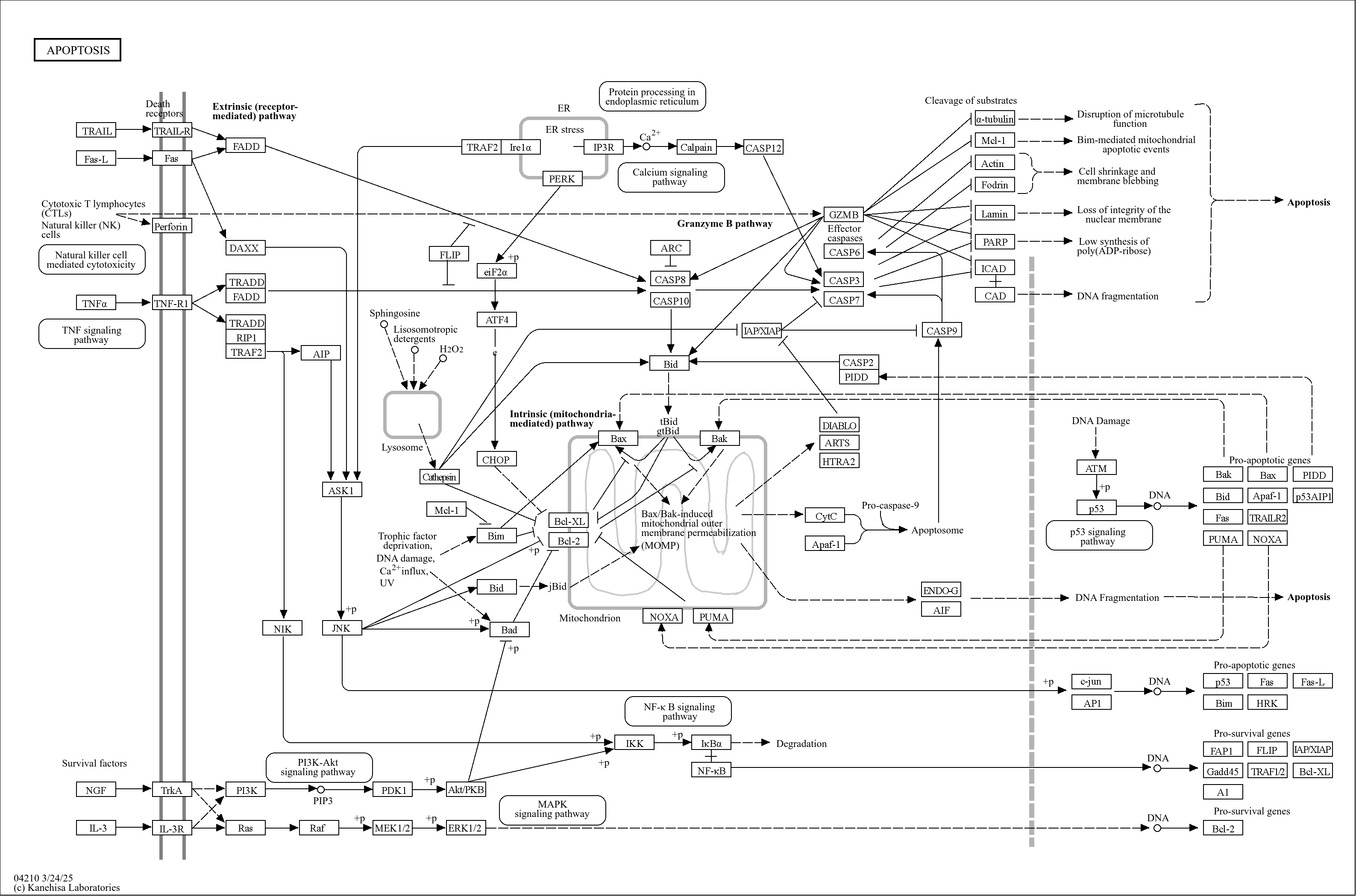 KEGG PATHWAY: Apoptosis