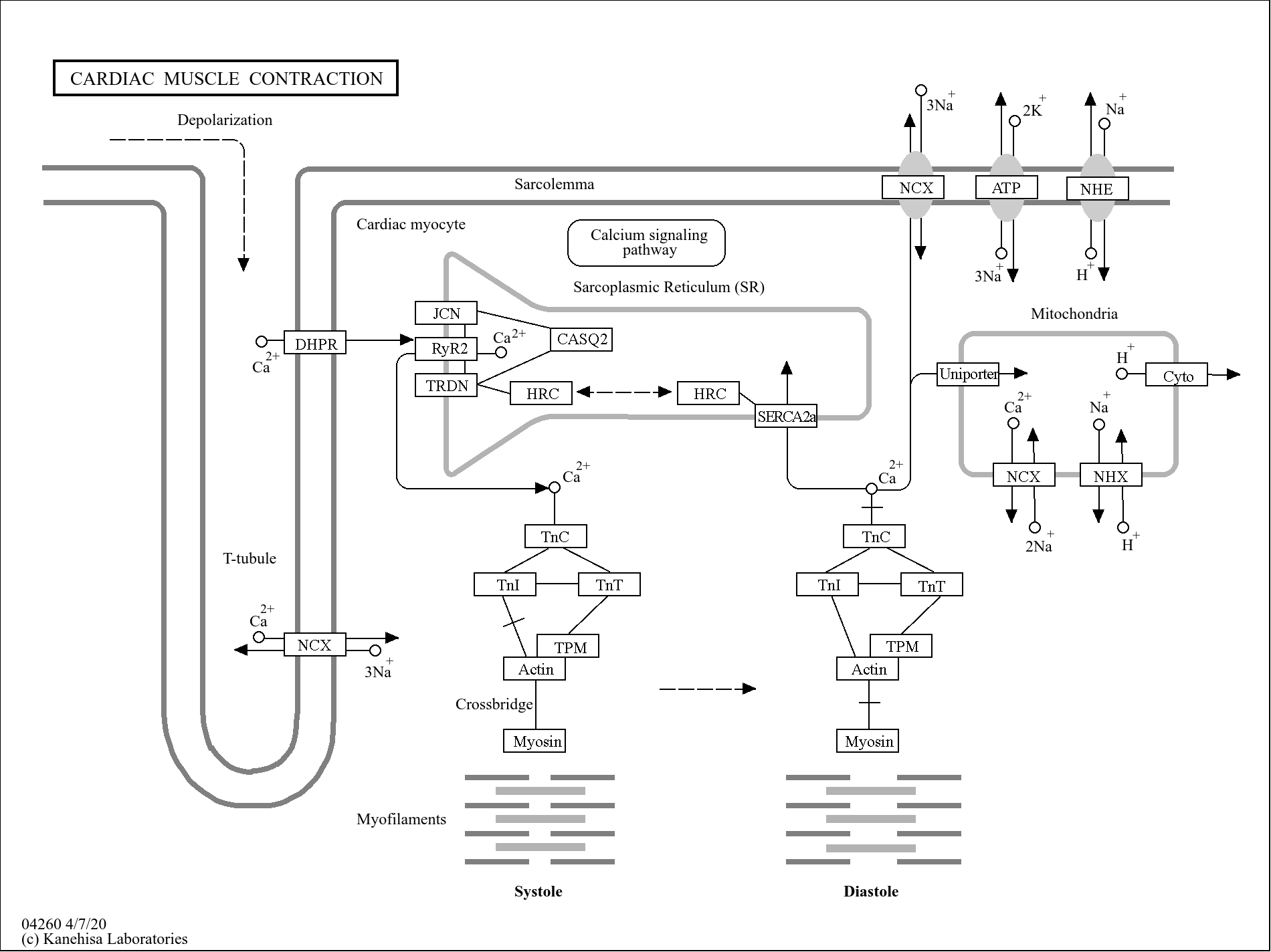 KEGG PATHWAY: Cardiac muscle contraction - Reference pathway