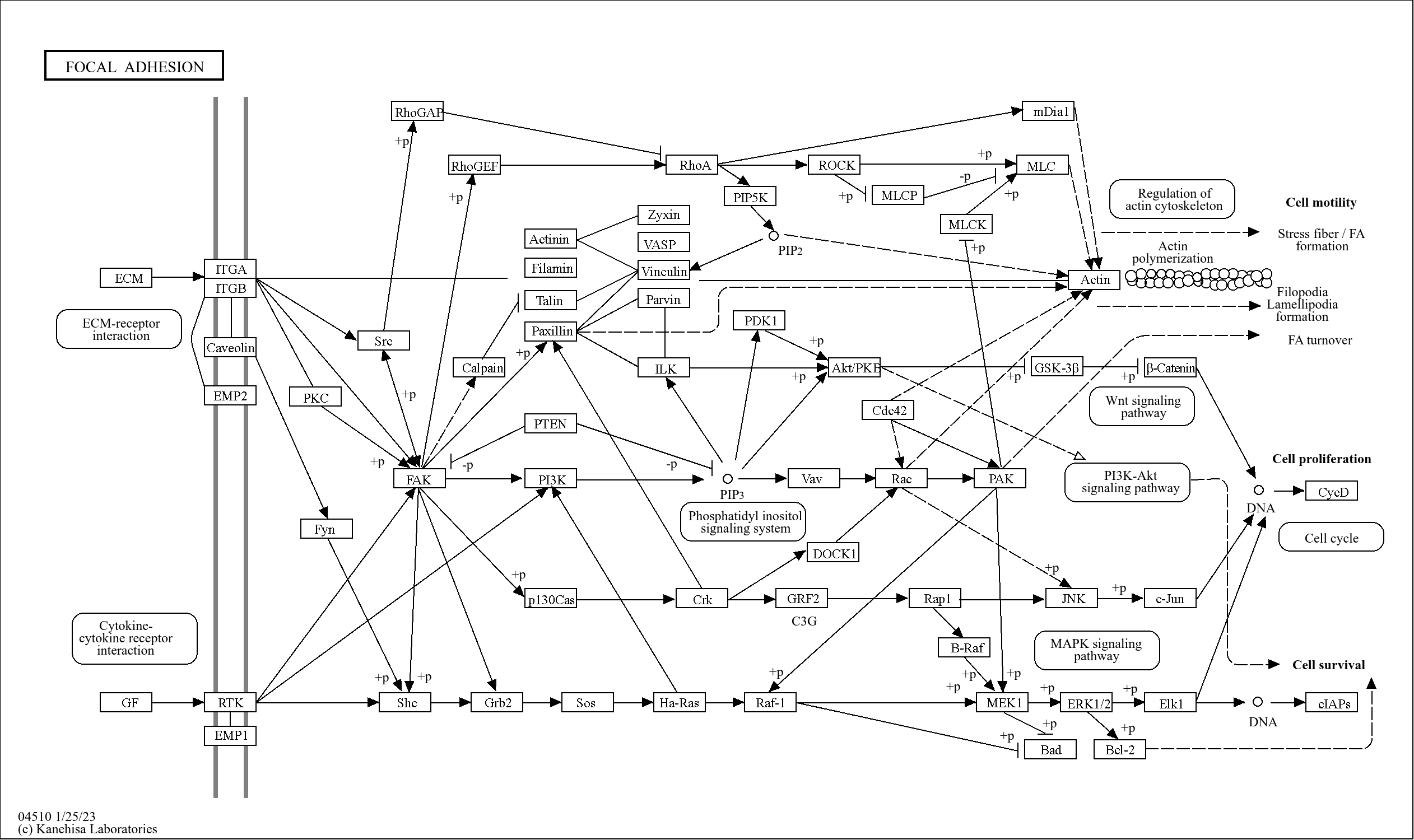 KEGG PATHWAY: Focal adhesion - Reference pathway