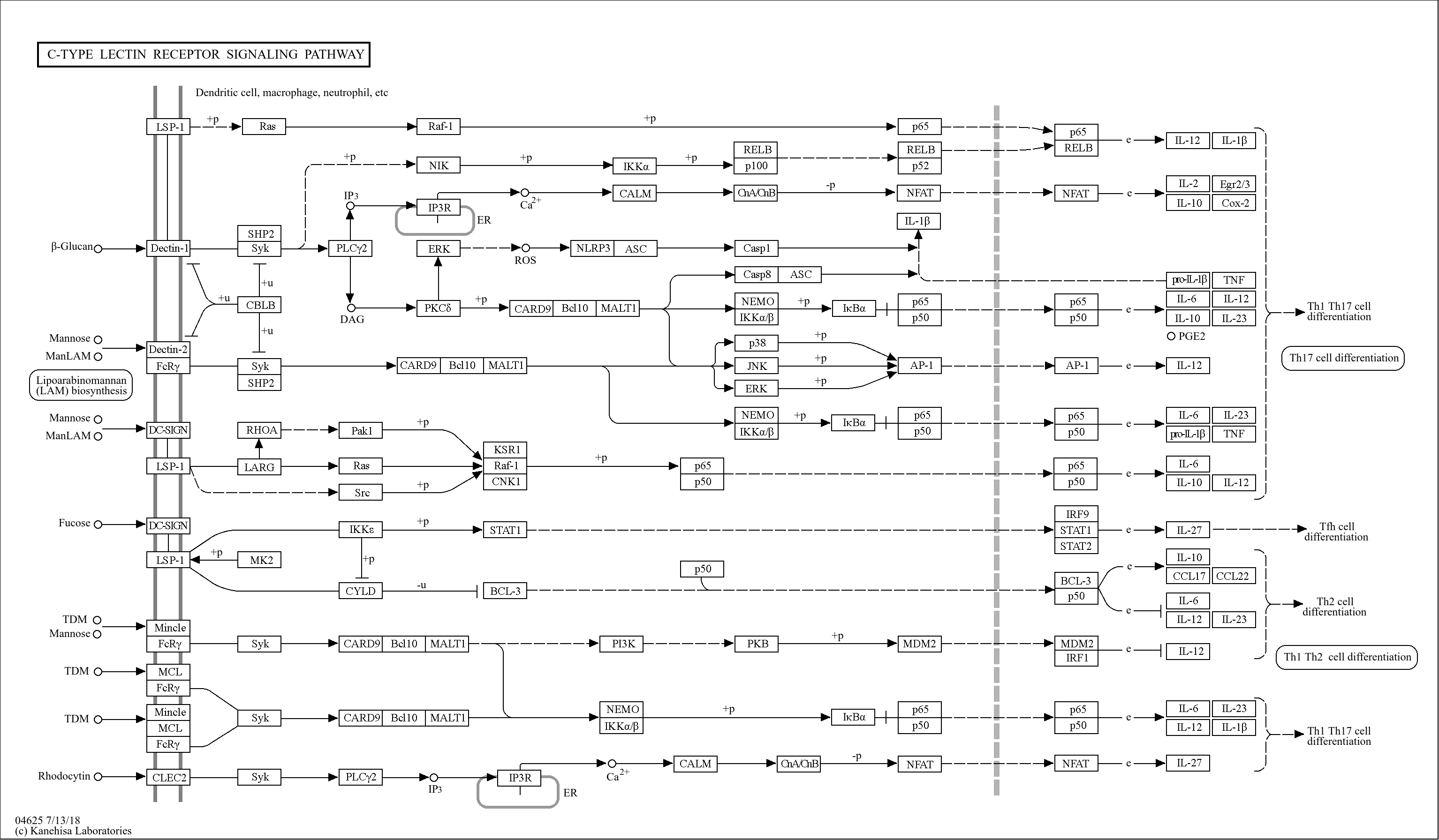 KEGG PATHWAY: C-type lectin receptor signaling pathway - Reference pathway