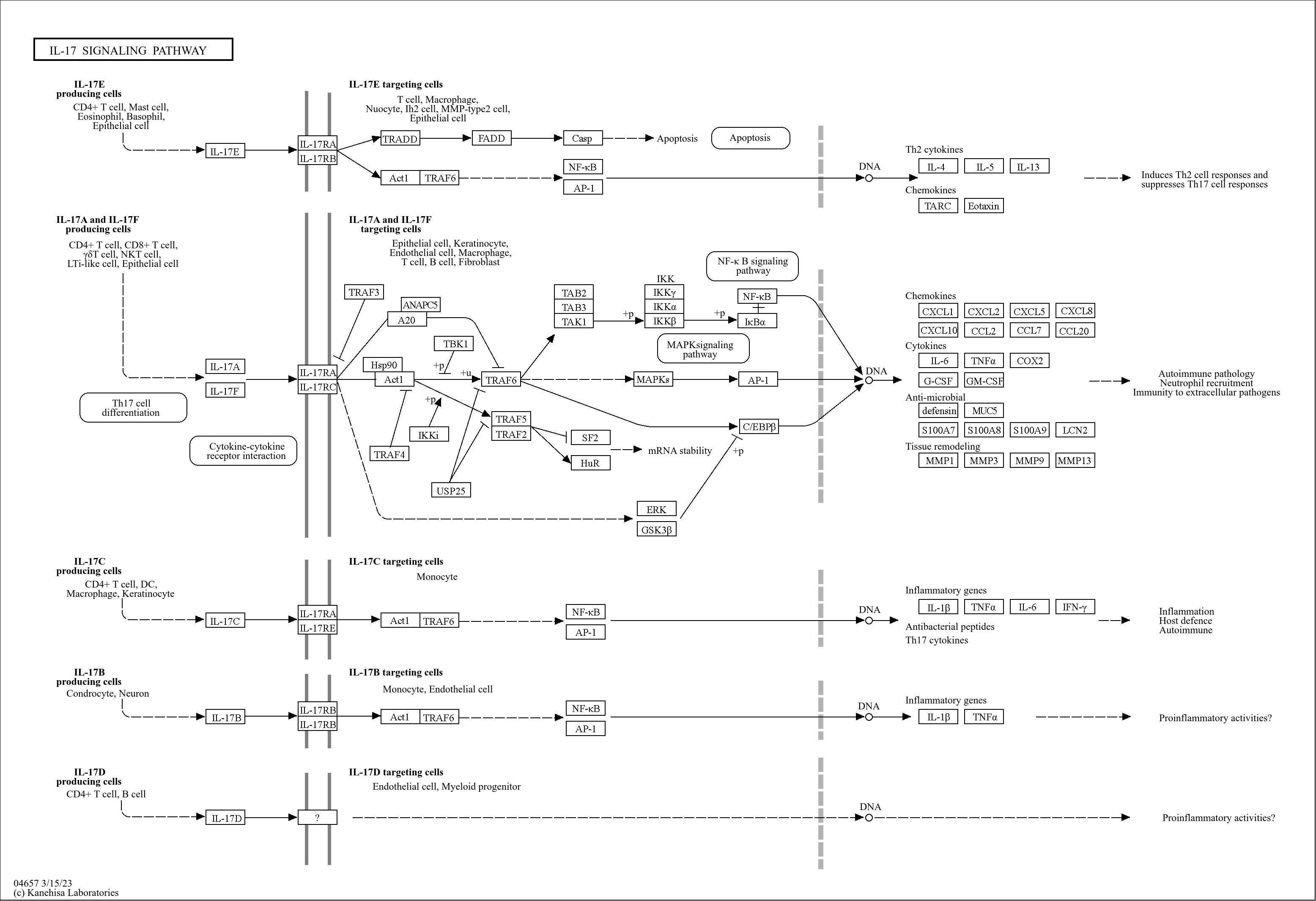 KEGG PATHWAY: IL-17 signaling pathway - Mus musculus (house mouse)
