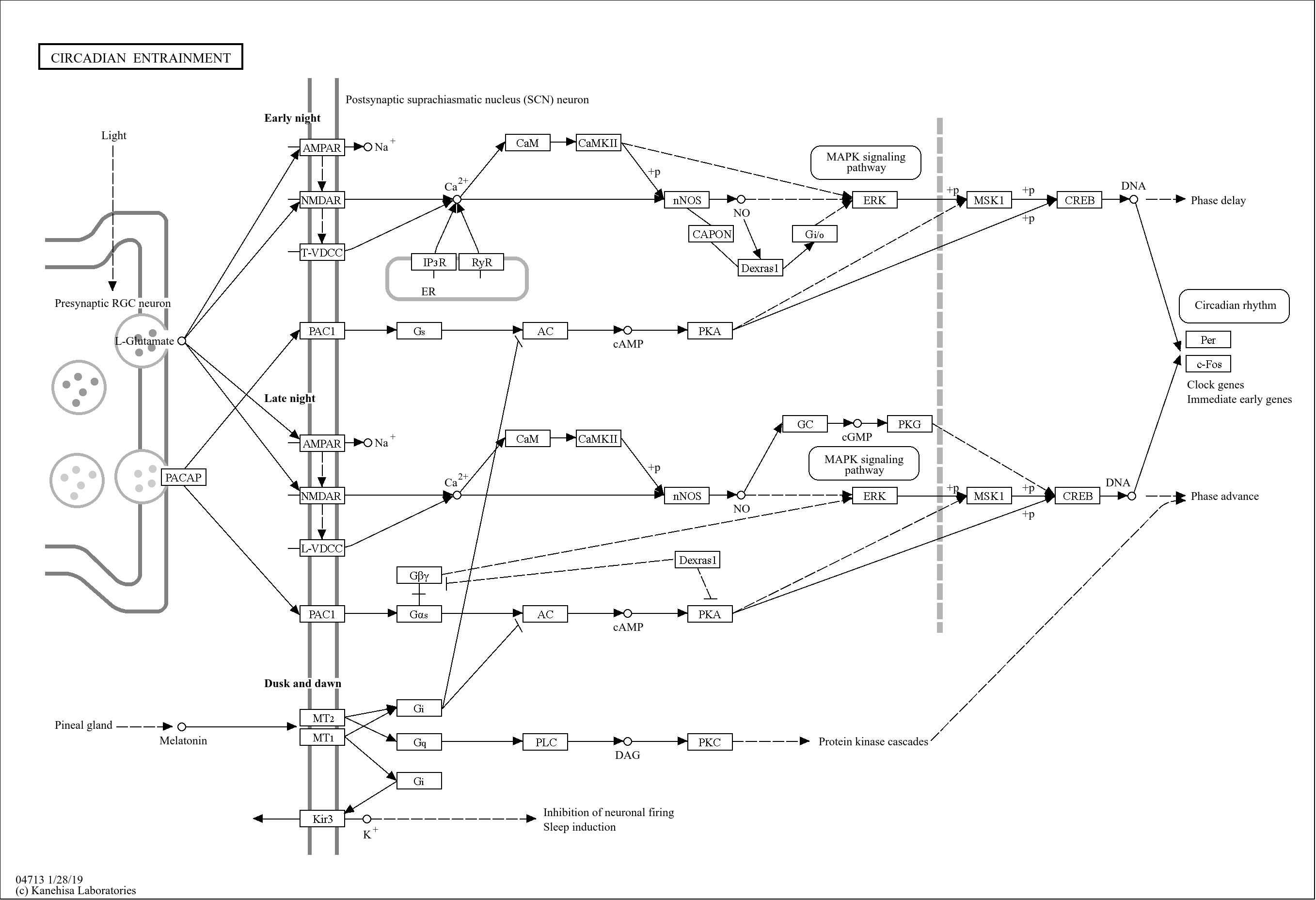 KEGG PATHWAY: Circadian entrainment - Reference pathway