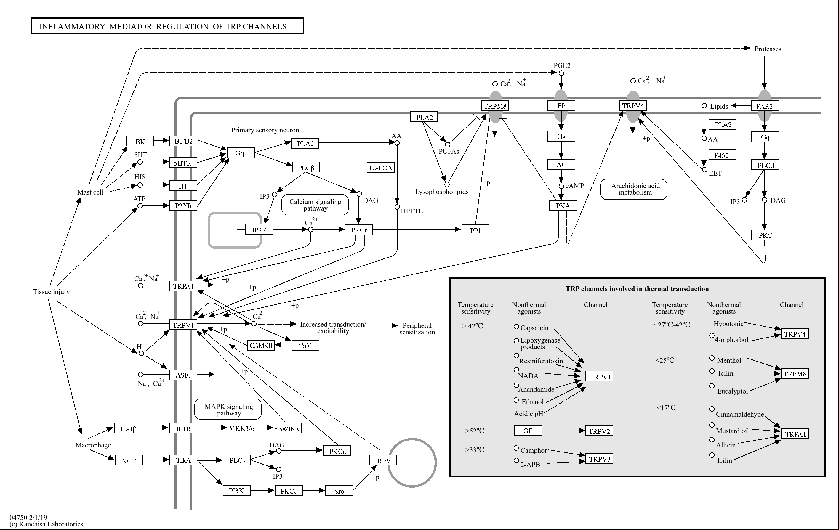 KEGG PATHWAY: Inflammatory mediator regulation of TRP channels ...