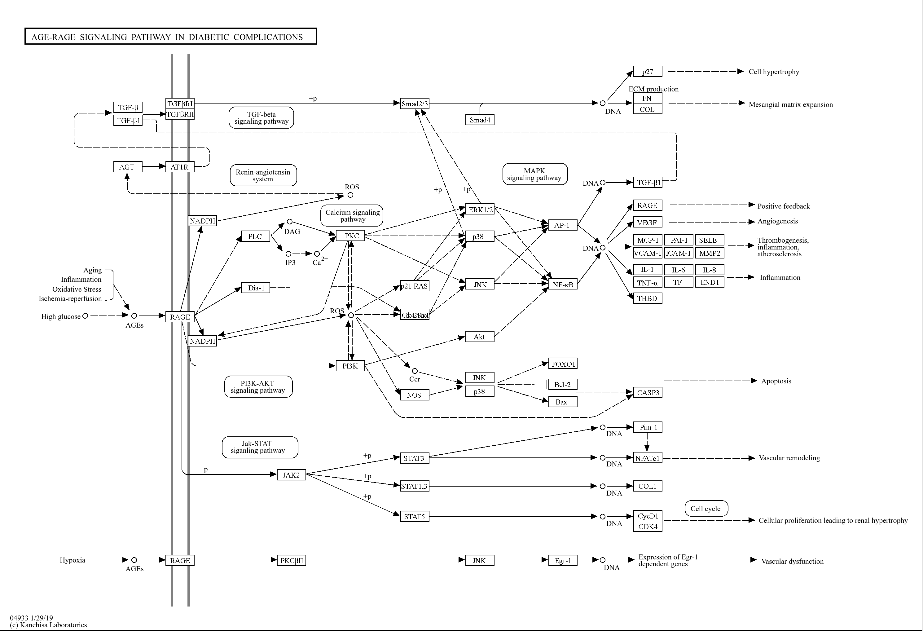 KEGG PATHWAY: AGE-RAGE signaling pathway in diabetic complications ...