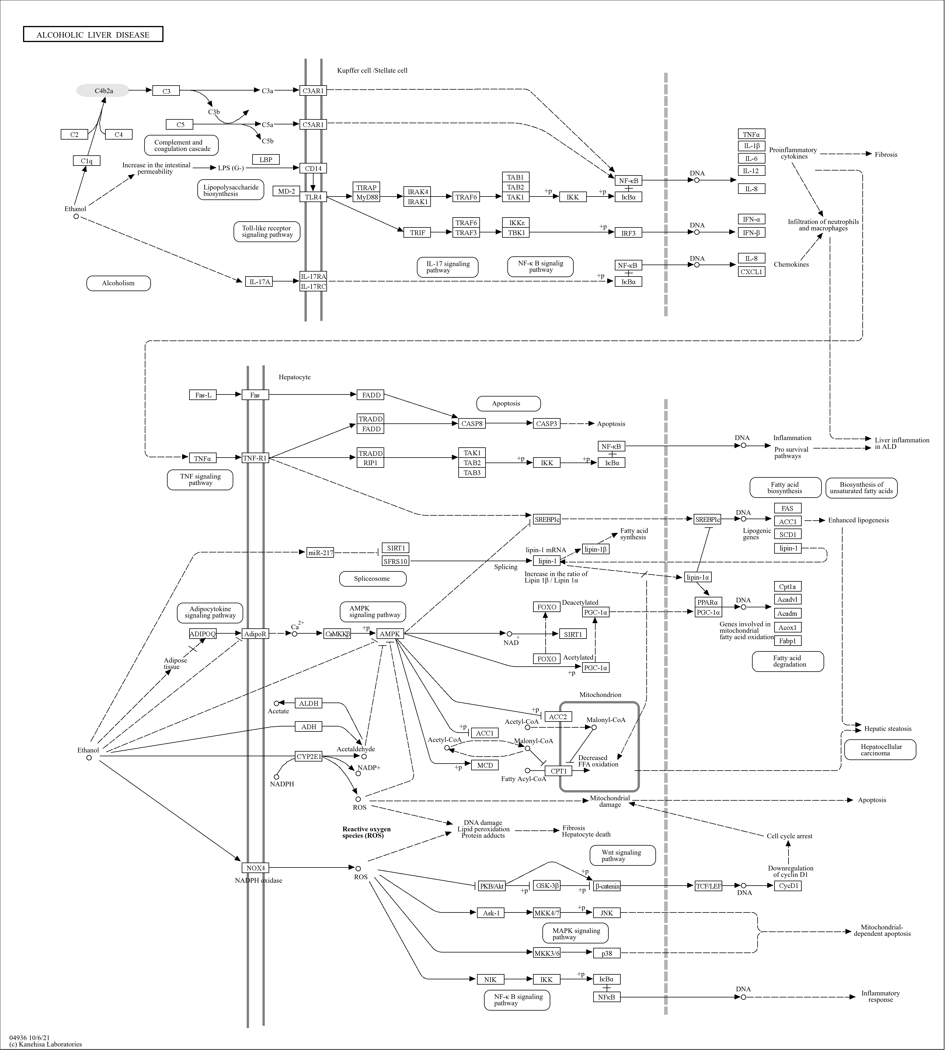 KEGG PATHWAY: Alcoholic liver disease - Reference pathway
