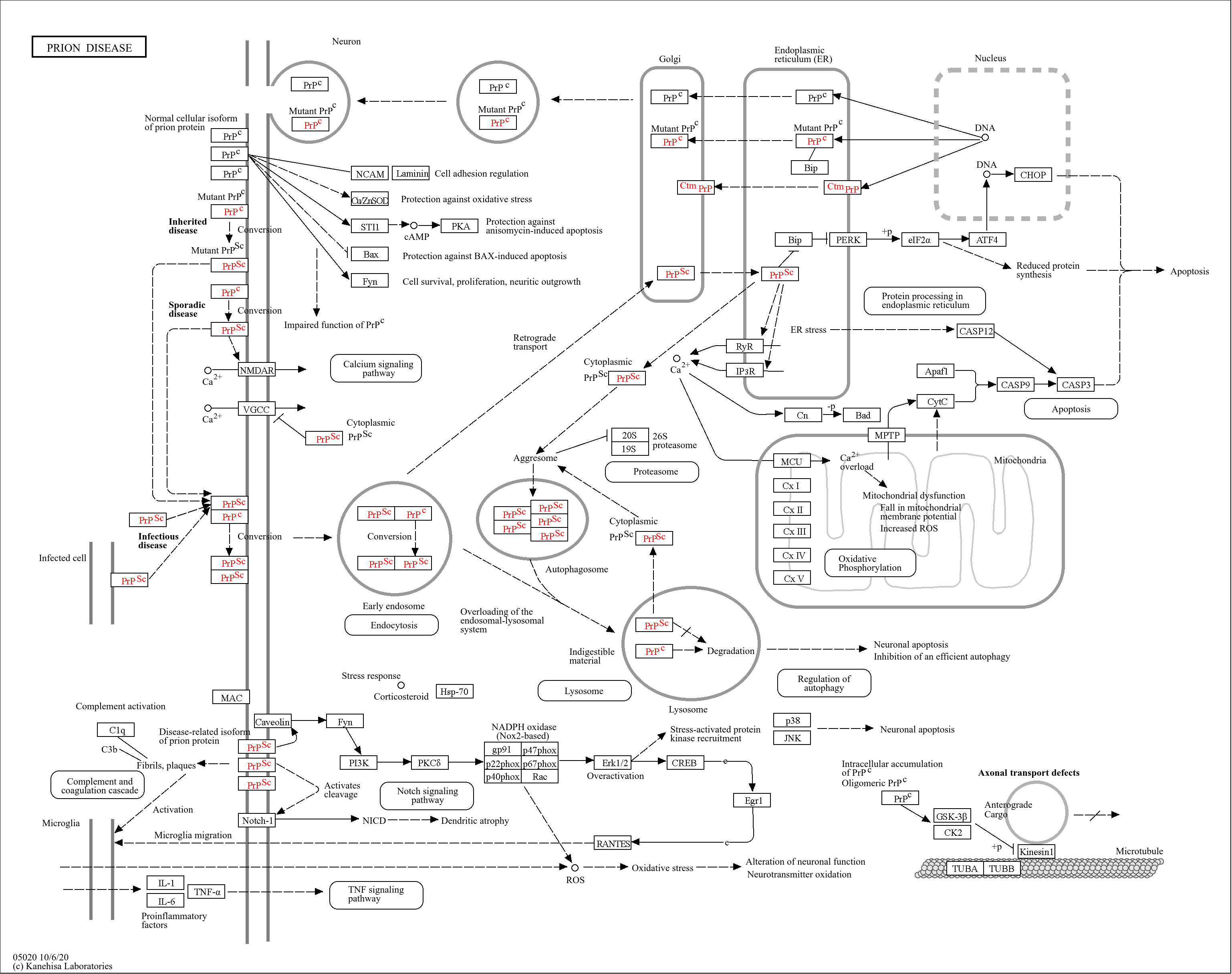 KEGG PATHWAY: Prion disease - Reference pathway