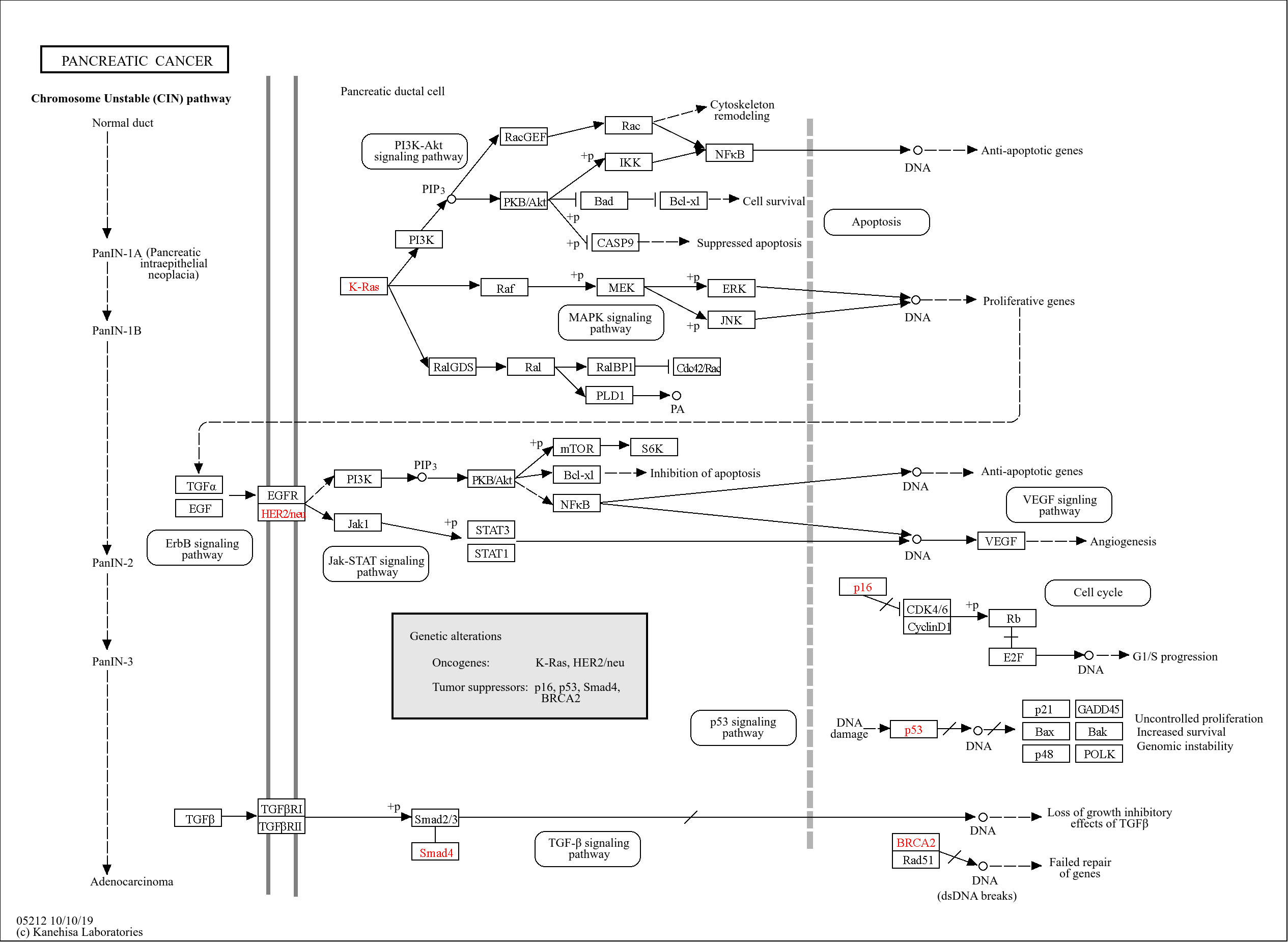 KEGG PATHWAY: Pancreatic cancer - Reference pathway