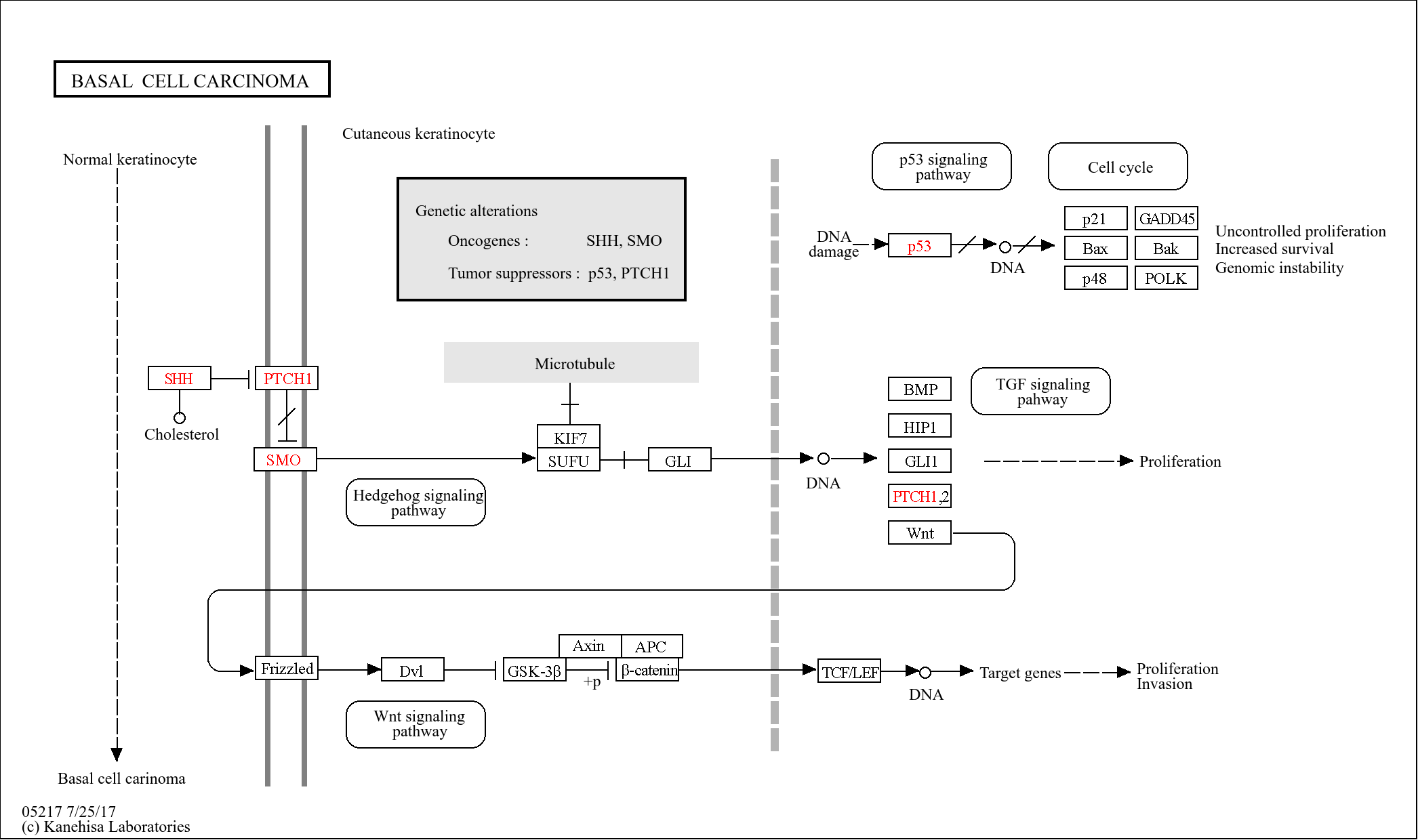 KEGG PATHWAY: Basal cell carcinoma - Reference pathway