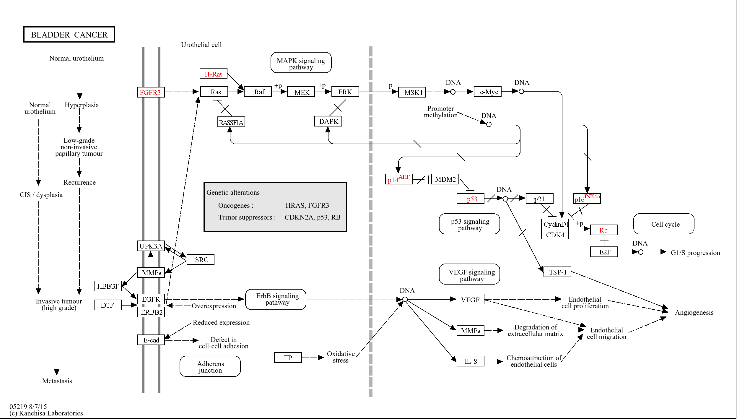 KEGG PATHWAY: Bladder cancer - Reference pathway
