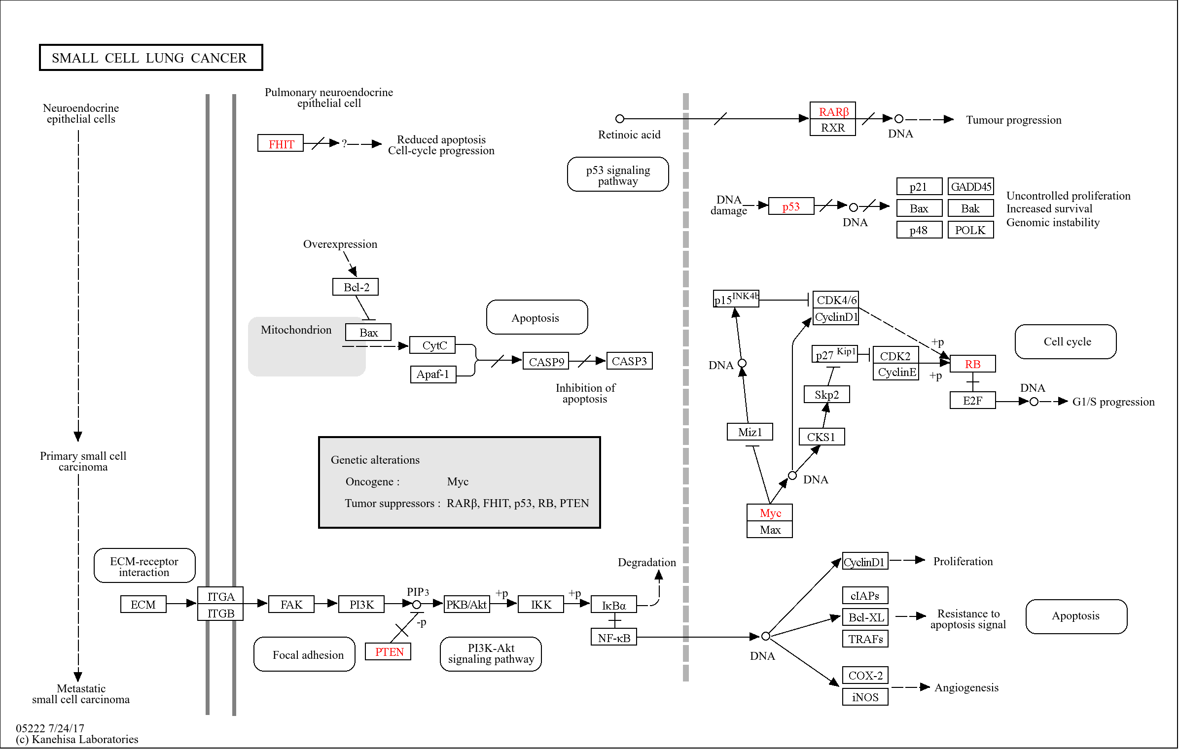 KEGG PATHWAY: Small cell lung cancer - Reference pathway
