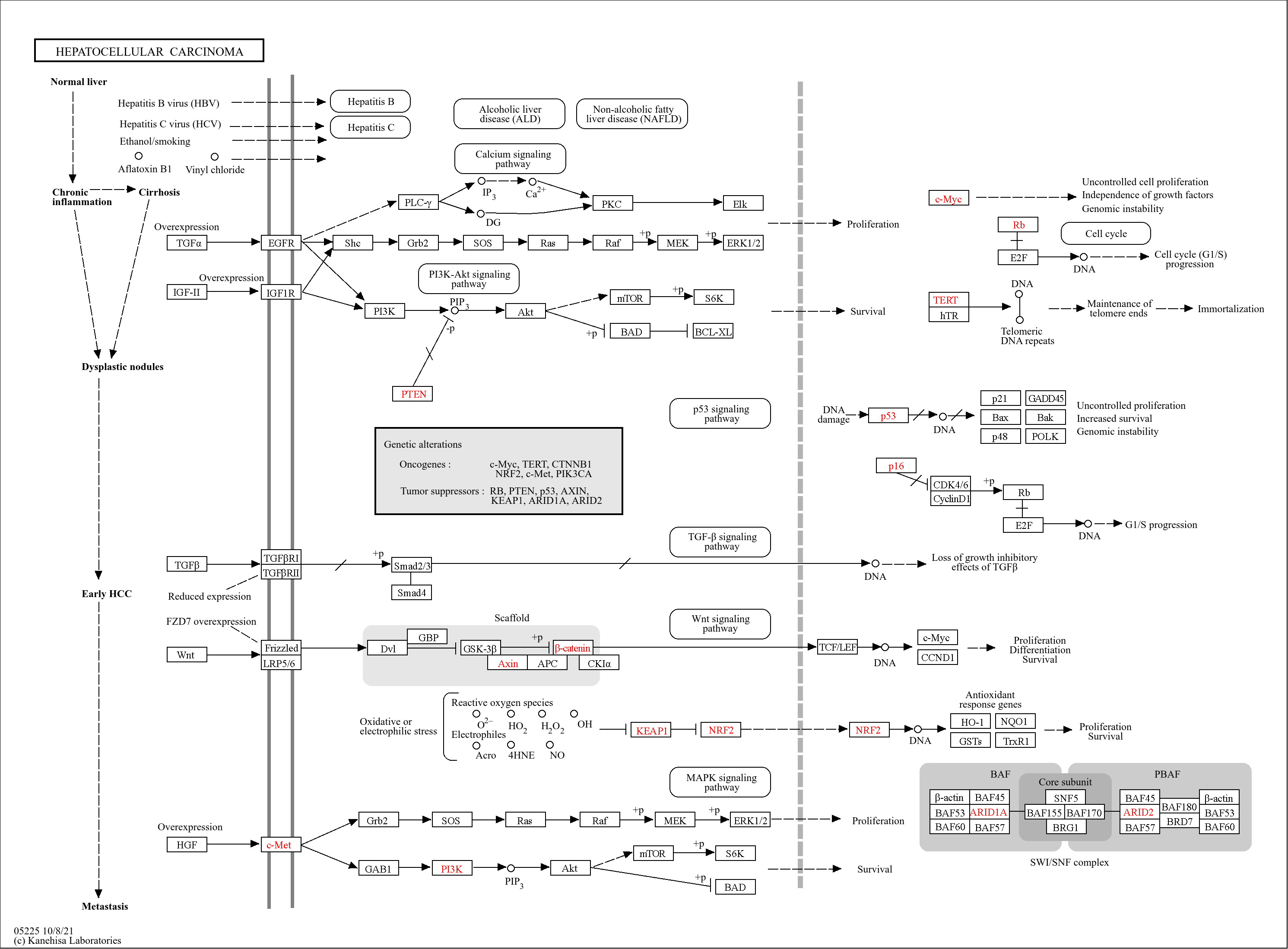 KEGG PATHWAY: Hepatocellular carcinoma - Reference pathway