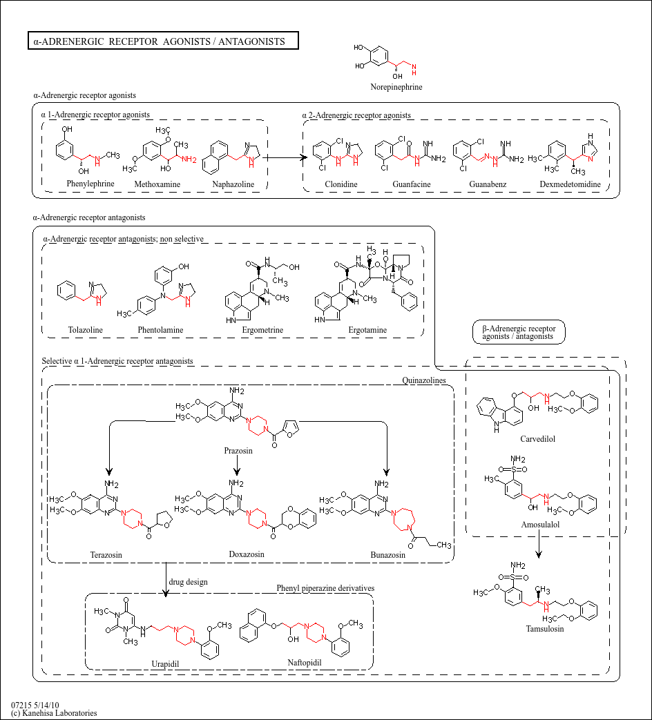 KEGG PATHWAY: alpha-Adrenergic receptor agonists/antagonists ...