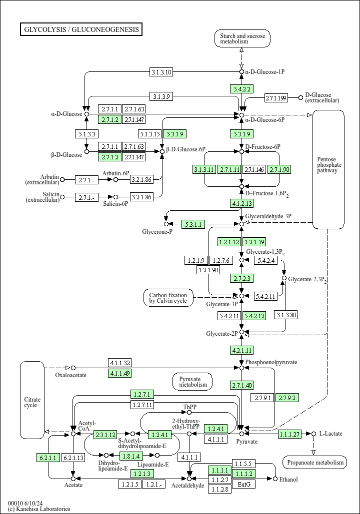 KEGG PATHWAY: Glycolysis / Gluconeogenesis - Microcystis aeruginosa