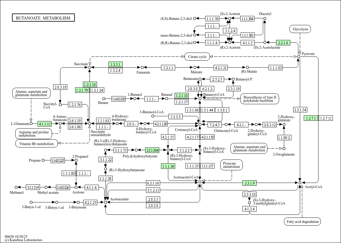 KEGG PATHWAY: Butanoate metabolism - Microcystis aeruginosa