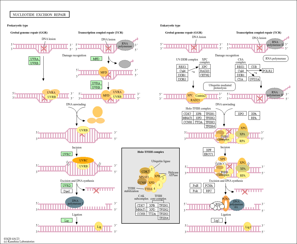 KEGG PATHWAY: Nucleotide excision repair - Microcystis aeruginosa