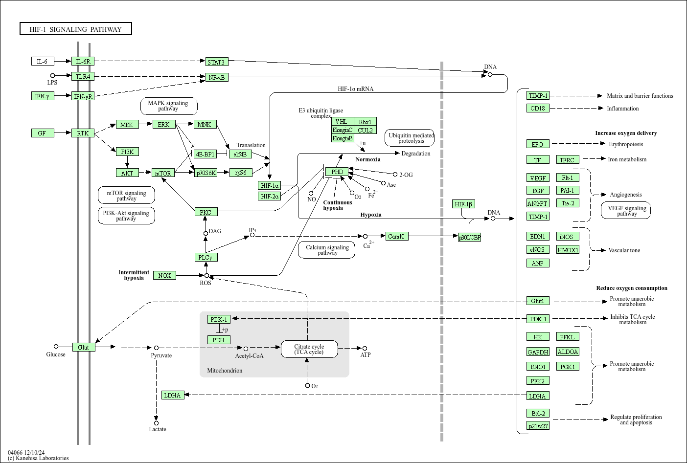 KEGG PATHWAY: HIF-1 signaling pathway - Moschus berezovskii (Chinese ...