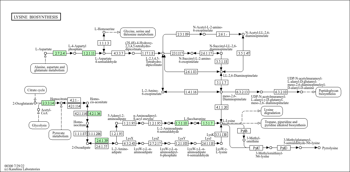KEGG PATHWAY: Lysine biosynthesis - Monosiga brevicollis