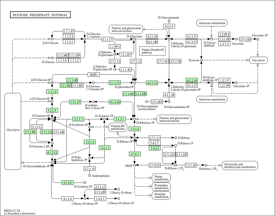 KEGG PATHWAY: Pentose phosphate pathway - Methylococcus capsulatus