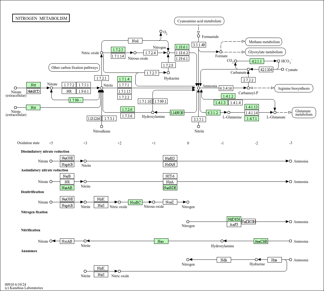 KEGG PATHWAY: Nitrogen metabolism - Methylococcus capsulatus