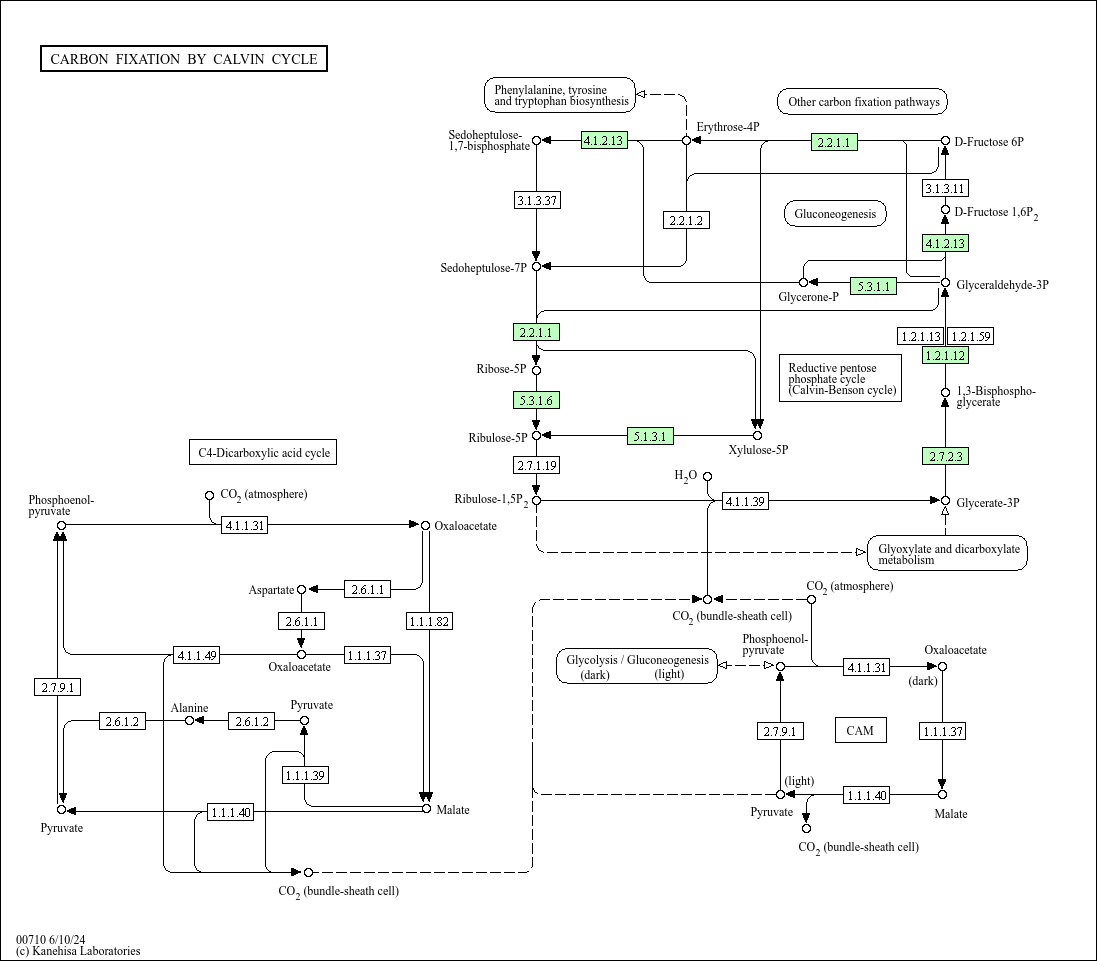 KEGG PATHWAY: Carbon fixation by Calvin cycle - Mesoplasma chauliocola