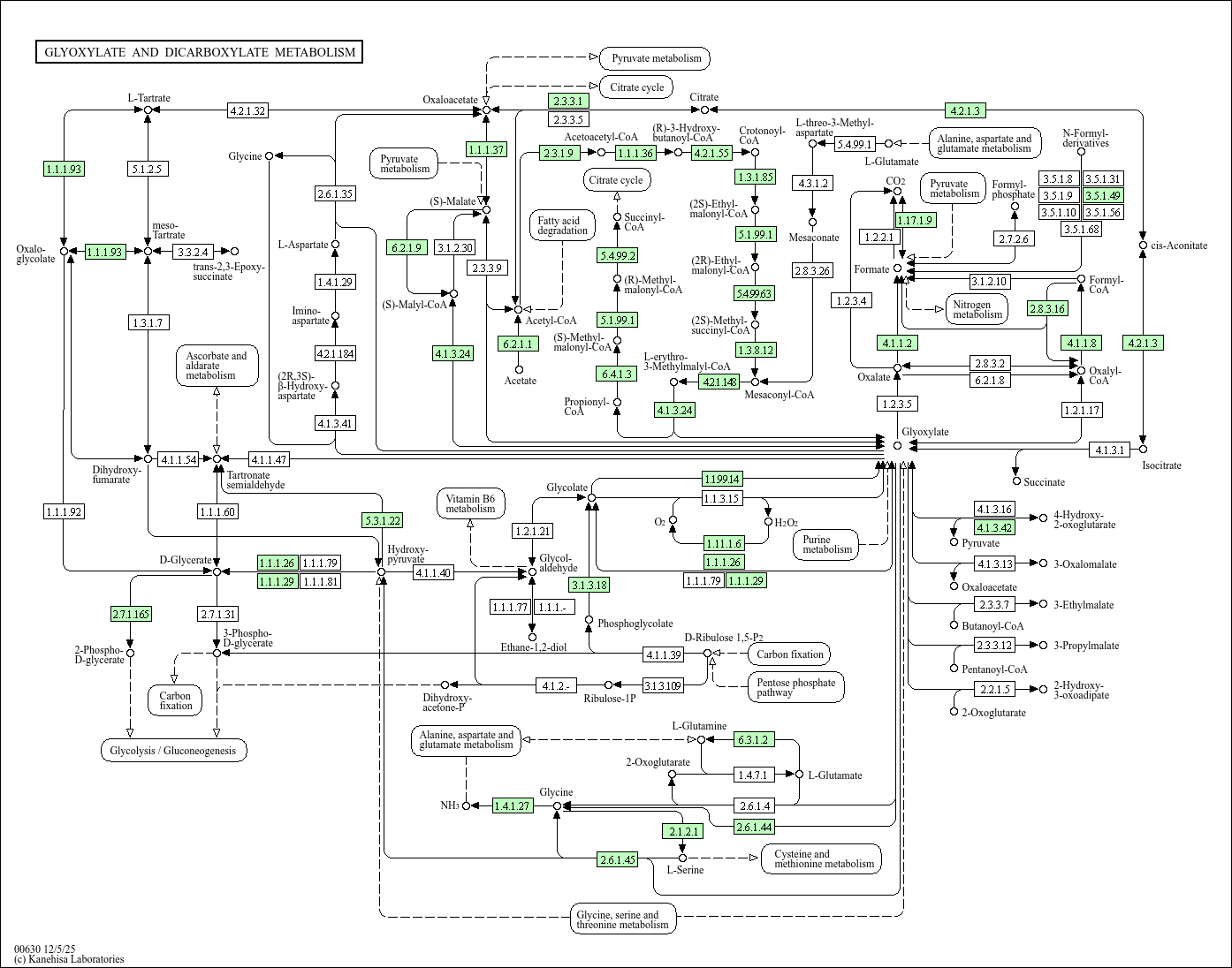 KEGG PATHWAY: Glyoxylate and dicarboxylate metabolism - Methylorubrum ...