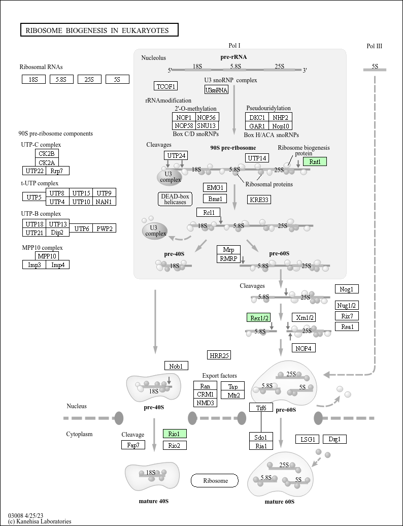 KEGG PATHWAY: Ribosome biogenesis in eukaryotes - Methylotenera versatilis