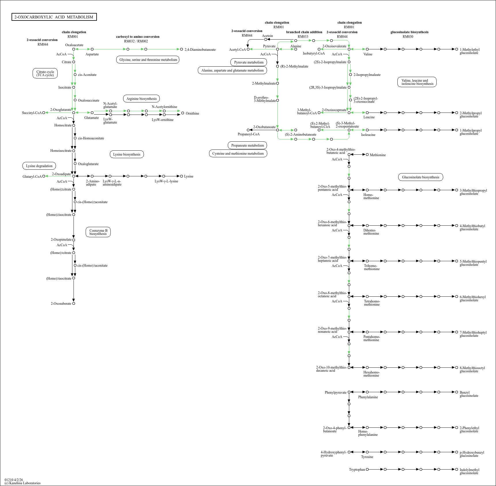 KEGG PATHWAY: 2-Oxocarboxylic acid metabolism - Mannheimia haemolytica ...