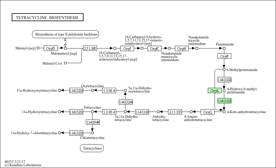 KEGG PATHWAY: Tetracycline biosynthesis - Microlunatus elymi