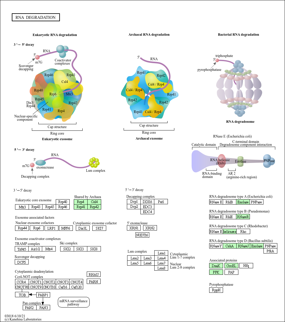 KEGG PATHWAY: RNA degradation - Methanosarcina mazei Go1