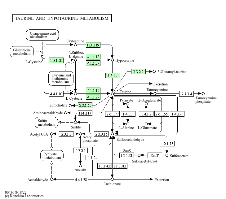 KEGG PATHWAY: Taurine and hypotaurine metabolism - Mus musculus (house ...