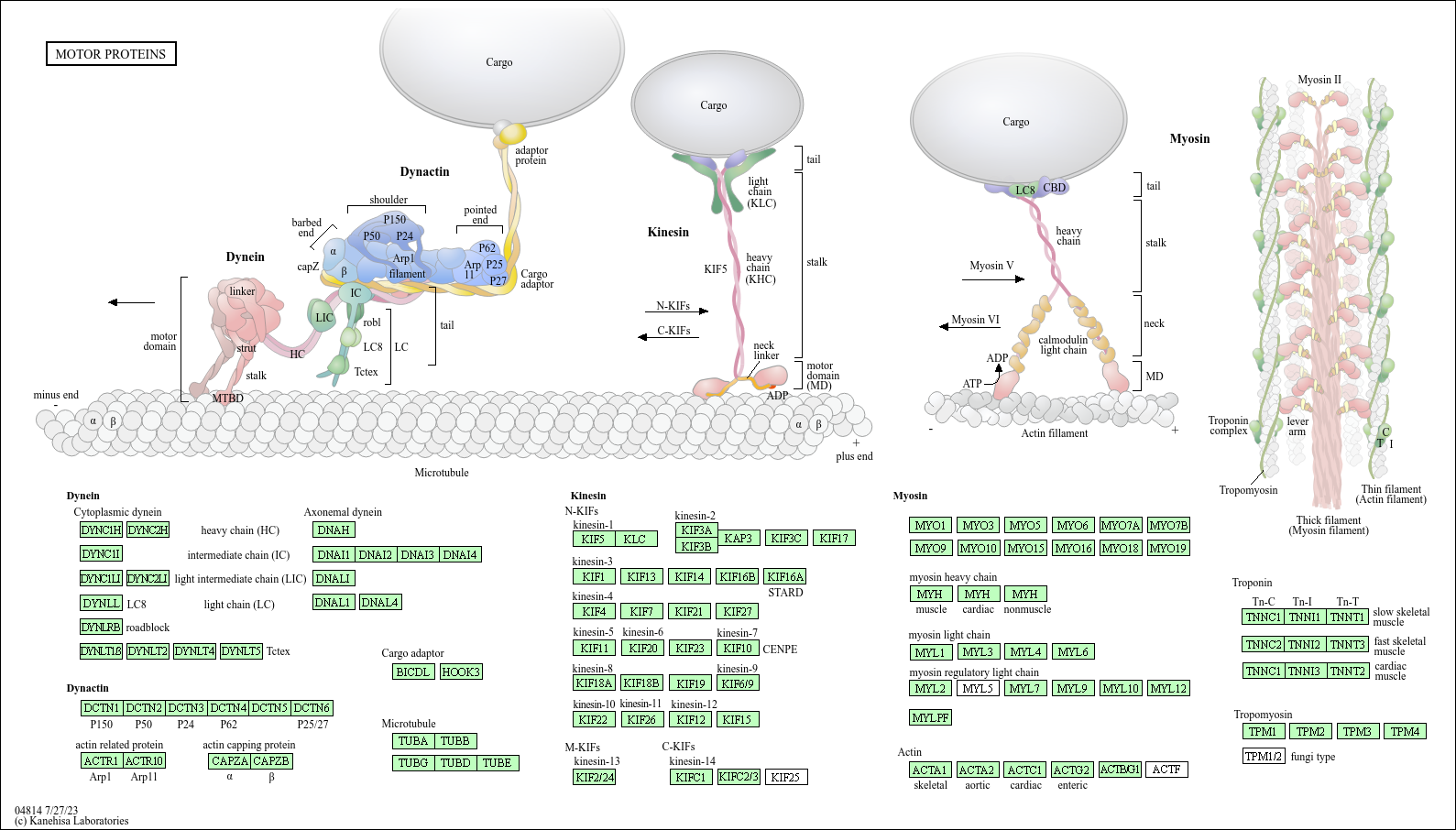 KEGG PATHWAY: Motor proteins - Mus musculus (house mouse)