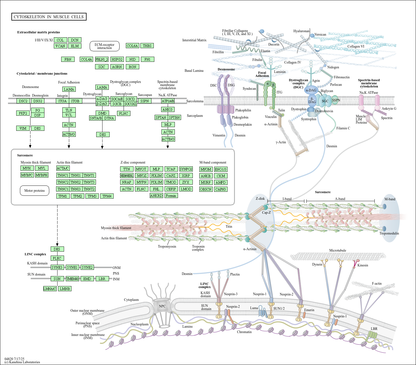 KEGG PATHWAY: Cytoskeleton in muscle cells - Mus musculus (house mouse)