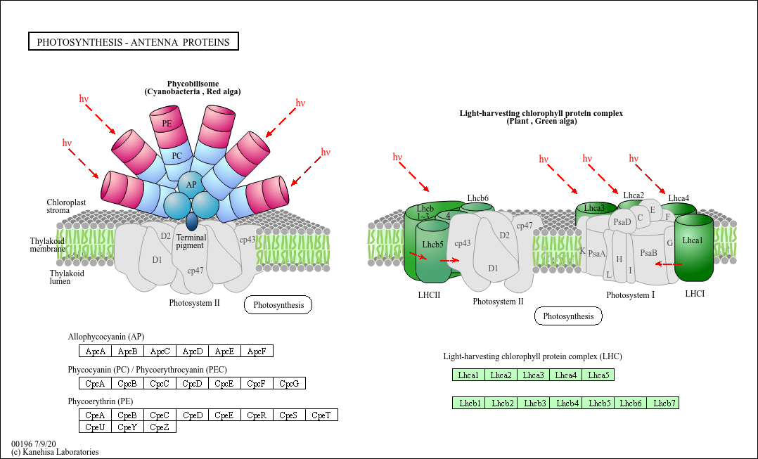 KEGG PATHWAY: Photosynthesis - antenna proteins - Morus notabilis