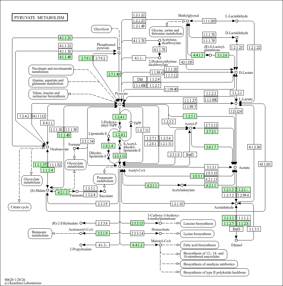KEGG PATHWAY: Pyruvate metabolism - Methylorubrum populi