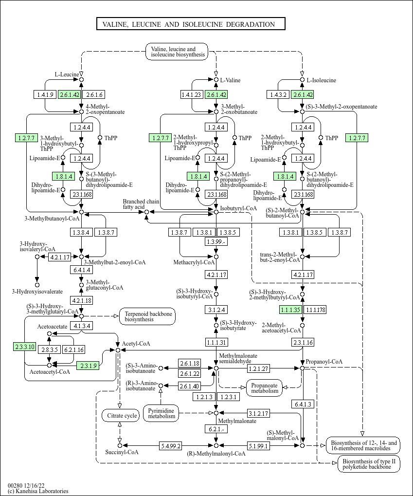 KEGG PATHWAY: Valine, leucine and isoleucine degradation ...