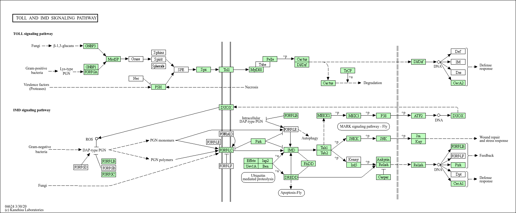 KEGG PATHWAY: Toll and Imd signaling pathway - Manduca sexta (tobacco ...