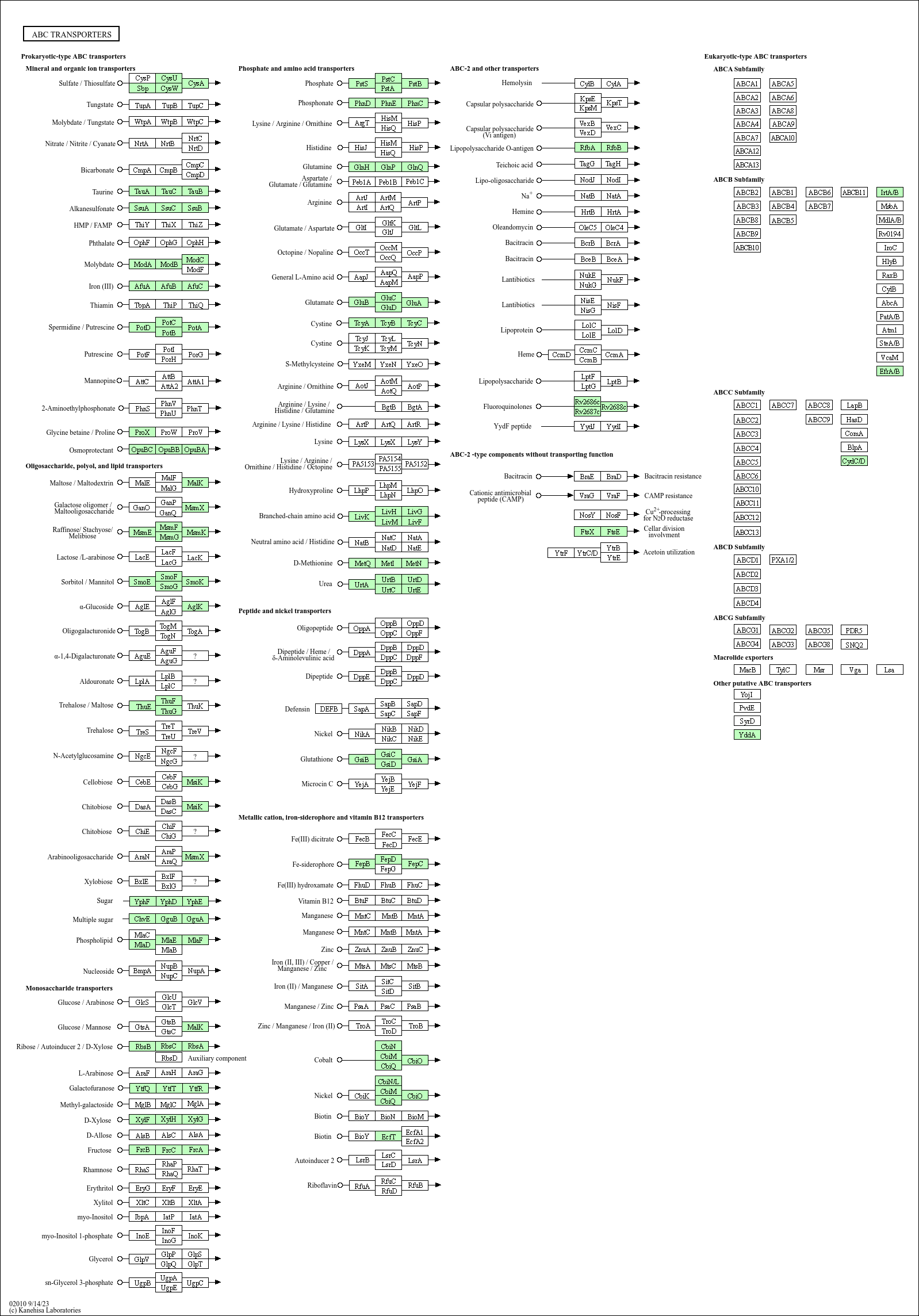 KEGG PATHWAY: ABC transporters - Mycolicibacterium smegmatis MC2 155