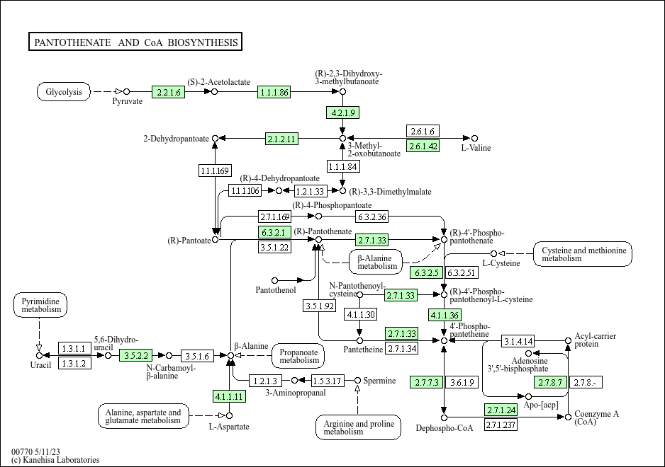KEGG PATHWAY: Pantothenate and CoA biosynthesis - Moorella ...